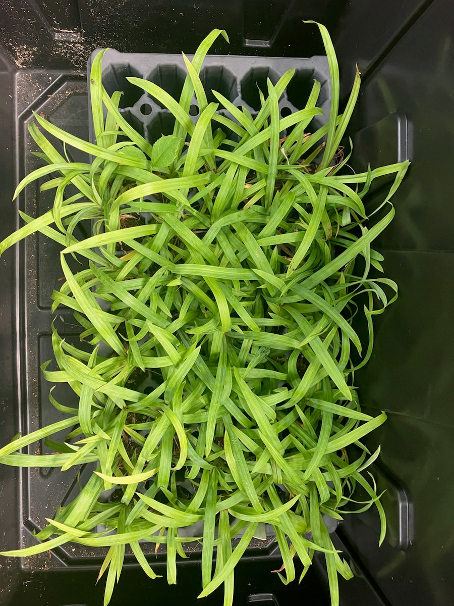 Native Plugs – Green Steeze