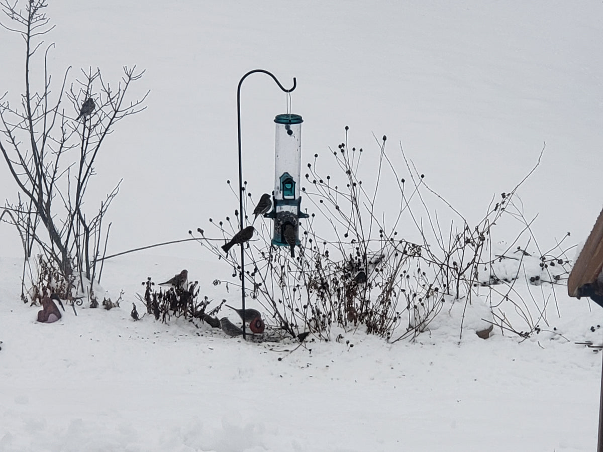 Restoring Wildlife Habitats in Your Yard (beginner to advanced) - Virt ...