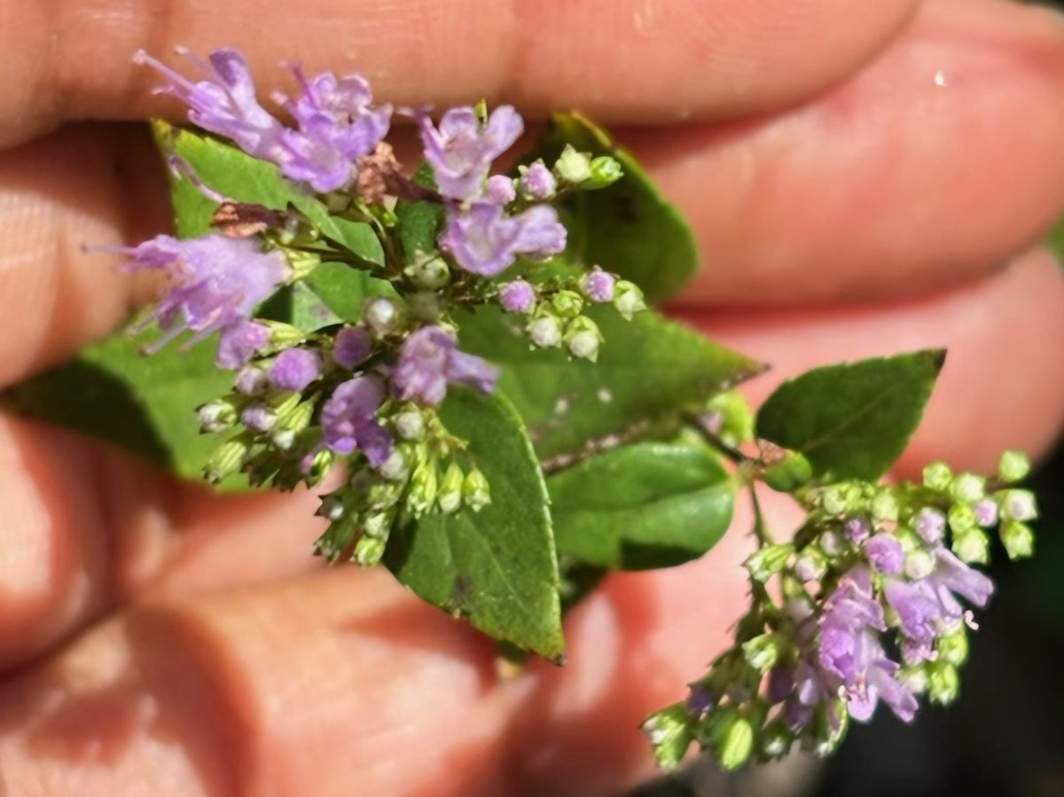 Common Dittany - Cunila origanoides – Green Steeze