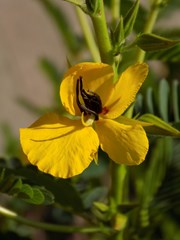 Common Partridge-pea - Chamaecrista fasciculata - Native Seeds – Green ...