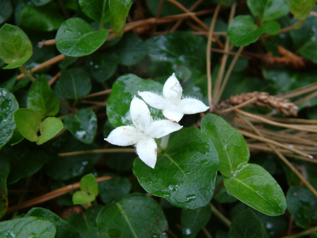 Partridge berry - Mitchella repens – Green Steeze