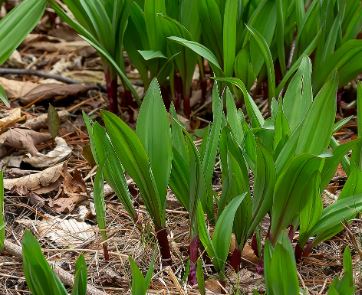 Ramps - Allium tricoccum – Green Steeze