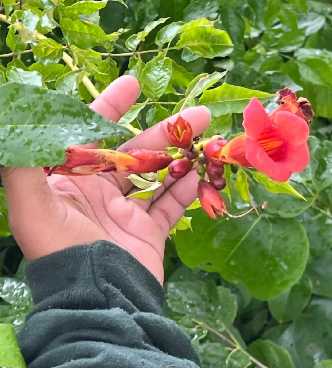 Trumpet Creeper- Campsis radicans - Native Seeds – Green Steeze