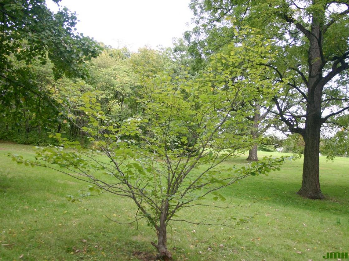 Witchhazel - Hamamelis virginiana (Tubeling) – Green Steeze